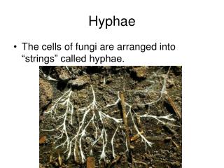 PPT - Chytridiomycota, Allomyces hyphae with gametangia PowerPoint ...