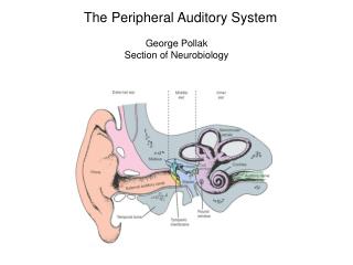 PPT - The Peripheral Auditory System PowerPoint Presentation, free ...