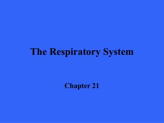 PPT - The Respiratory System PowerPoint Presentation, free download ...