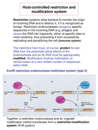PPT - Subunit analysis of BcgI, a Type IIB Restriction Modification (RM ...