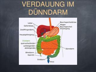 PPT - Die chemische Verdauung in den Abschnitten des Verdauungskanals ...