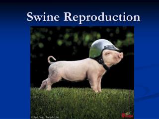 PPT - Swine Reproduction PowerPoint Presentation, free download - ID ...