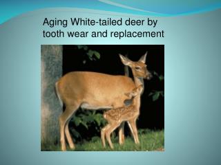 PPT - Aging White-tailed deer by tooth wear and replacement PowerPoint ...
