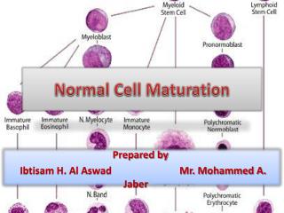 PPT - Normal Cell Maturation PowerPoint Presentation, free download ...