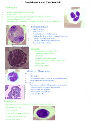 PPT - Abnormal Blood Cell Morphology PowerPoint Presentation - ID:1390932