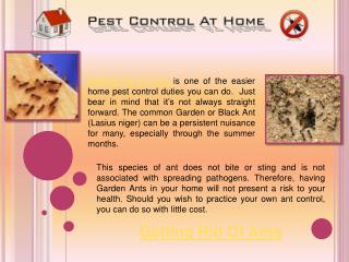 PPT - Getting Rid of Ants PowerPoint Presentation, free download - ID ...