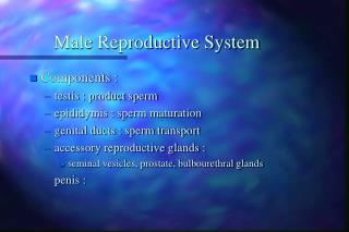 PPT - Male Reproductive System PowerPoint Presentation, free download ...