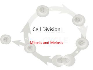 PPT - การแบ่งเซลล์ ( Cell division. ) PowerPoint Presentation - ID:6991304