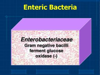 PPT - Enteric Bacteria PowerPoint Presentation, free download - ID:652869