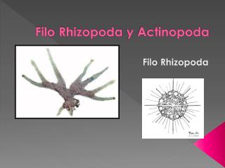 PPT - Filo Rhizopoda y Actinopoda PowerPoint Presentation, free ...