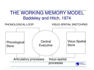 PPT - THE WORKING MEMORY MODEL Baddeley and Hitch, 1974 PowerPoint ...