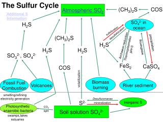 PPT - Sulfur Cycle Facts PowerPoint Presentation - ID:393197