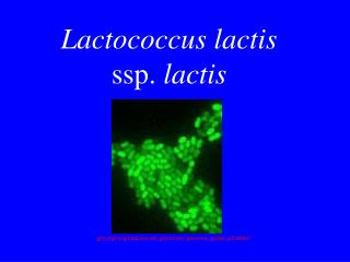 PPT - Lactococcus lactis ssp. lactis PowerPoint Presentation, free ...