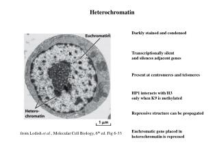 PPT - Heterochromatin PowerPoint Presentation, free download - ID:759476