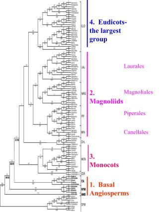 PPT - Monocots and Dicots PowerPoint Presentation - ID:2011238