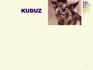 PPT - KUDUZ PowerPoint Presentation, free download - ID:777043