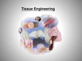 PPT - Tissue Engineering PowerPoint Presentation, free download - ID:782634