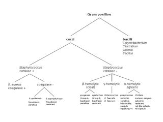 PPT - Coryneform bacteria, listeria and erysipelothrix PowerPoint ...
