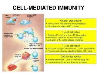 PPT - CELL-MEDIATED IMMUNITY PowerPoint Presentation, free download ...