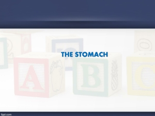 PPT - THE STOMACH PowerPoint Presentation, free download - ID:9206003