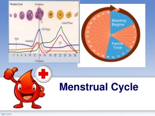 Menstrual cycle synchrony PowerPoint (PPT) Presentations, Menstrual ...