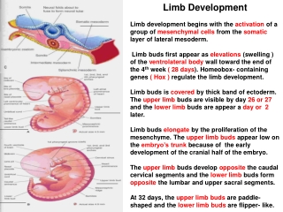 PPT - Limb Development PowerPoint Presentation, free download - ID:9420185