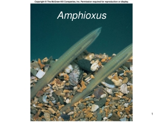 Amphioxus characteristics PowerPoint (PPT) Presentations, Amphioxus ...