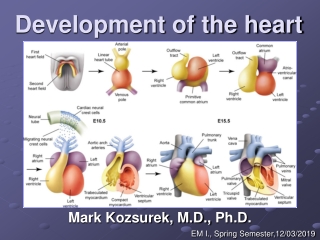 PPT - Development of the heart PowerPoint Presentation, free download - ID:9682713