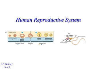 PPT - Human Reproductive System PowerPoint Presentation, free download ...