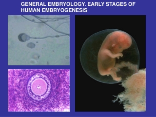 PPT - GENERAL EMBRYOLOGY . EARLY STAGES OF HUMAN EMBRYOGENESIS ...
